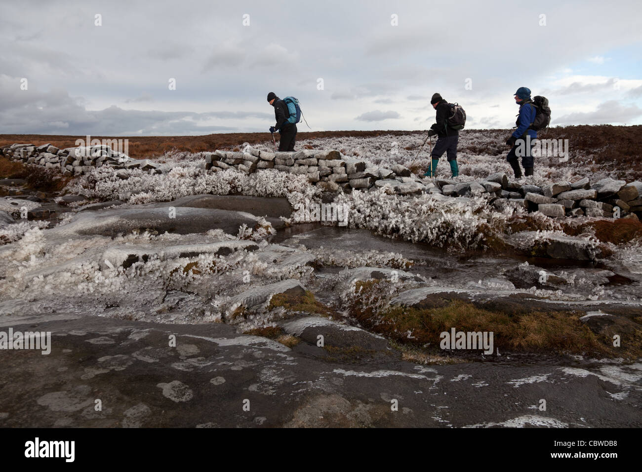 Frozen heather on stanage edge caused by a stream being blown back and ...
