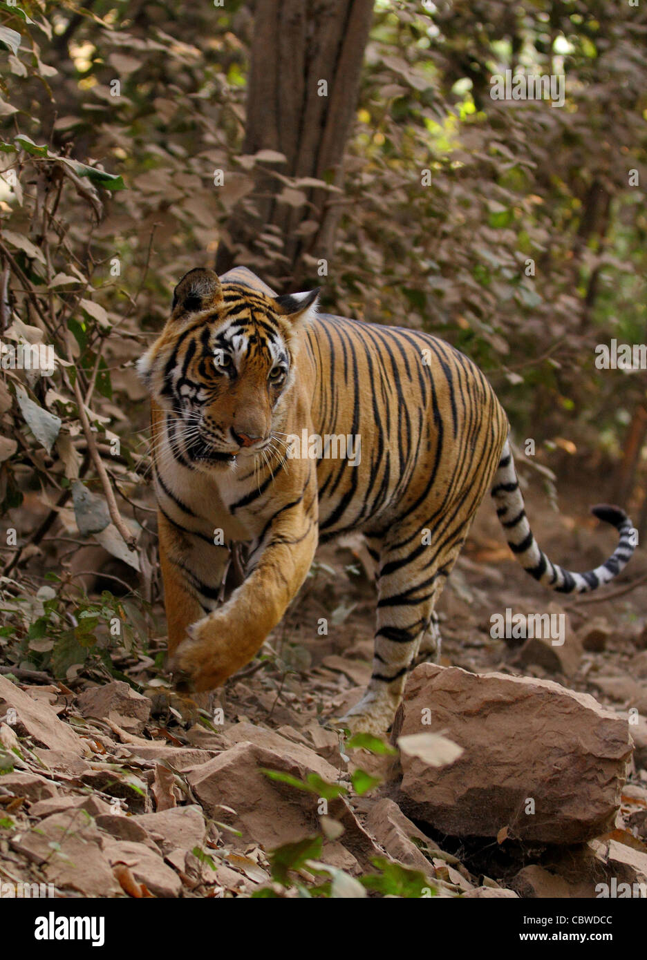 Royal Bengal Tiger on forest patrol Stock Photo - Alamy