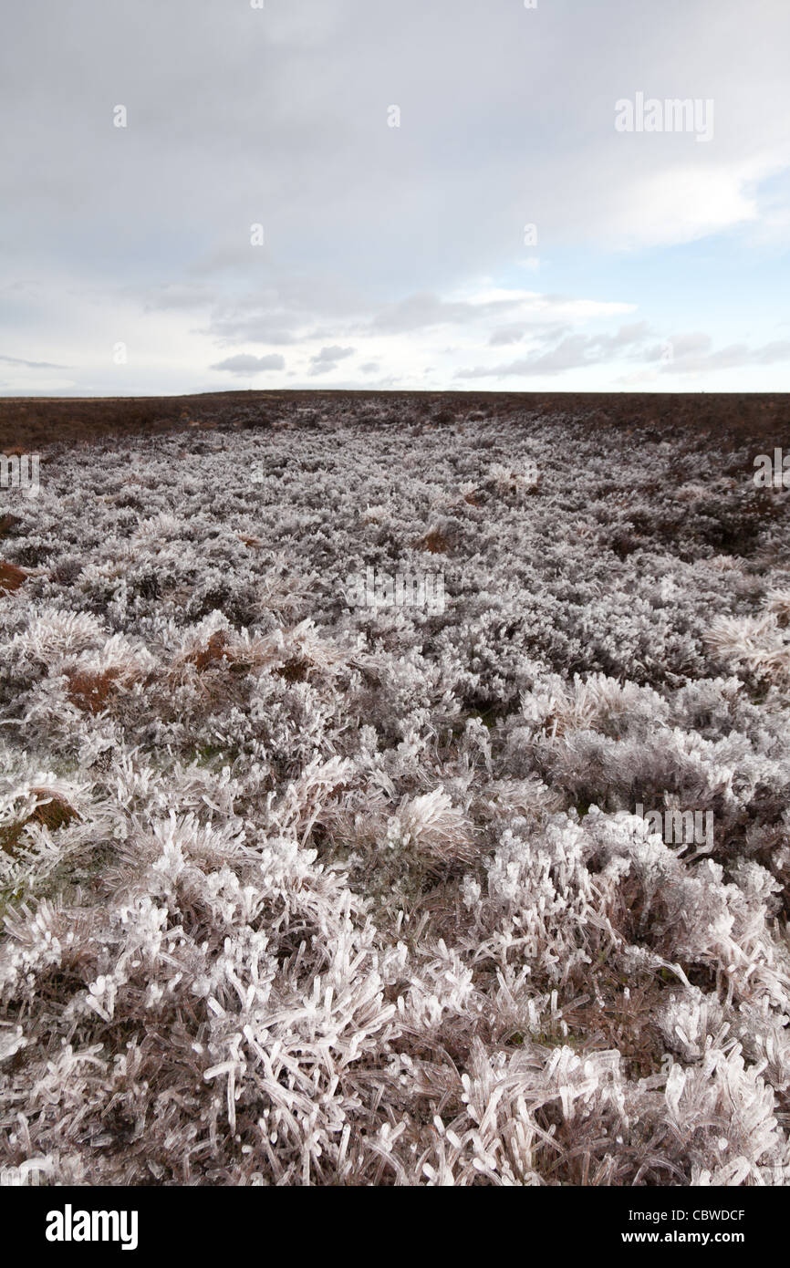 Frozen heather on stanage edge caused by a stream being blown back and ...