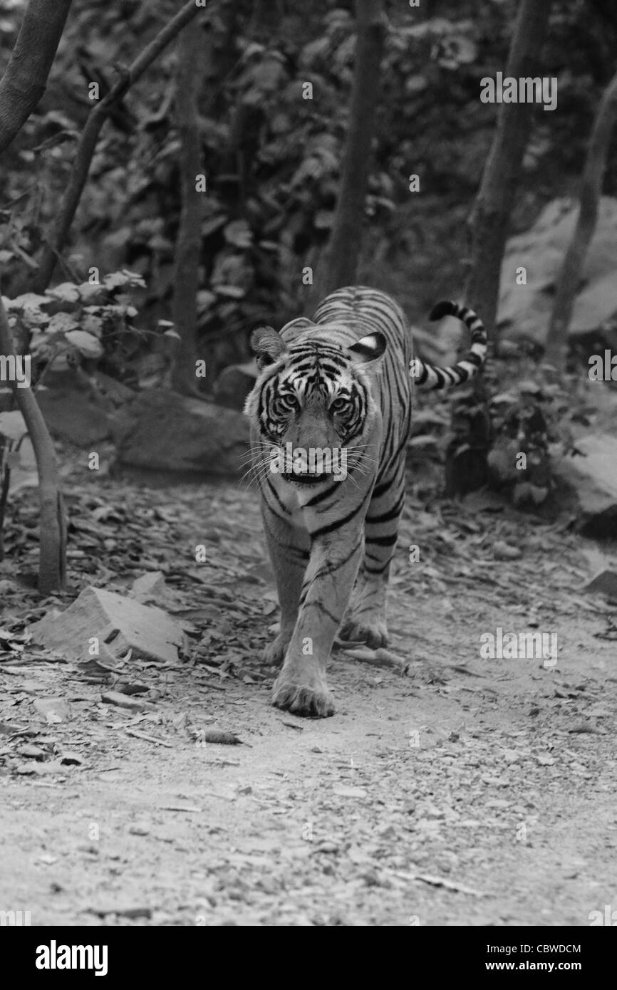Tiger bengal tigers Black and White Stock Photos & Images - Alamy