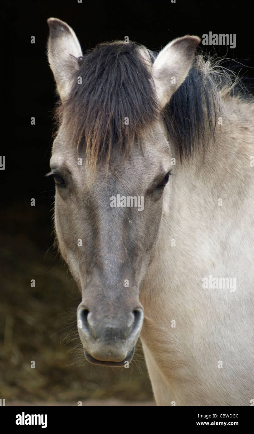Tarpan horse hi-res stock photography and images - Alamy