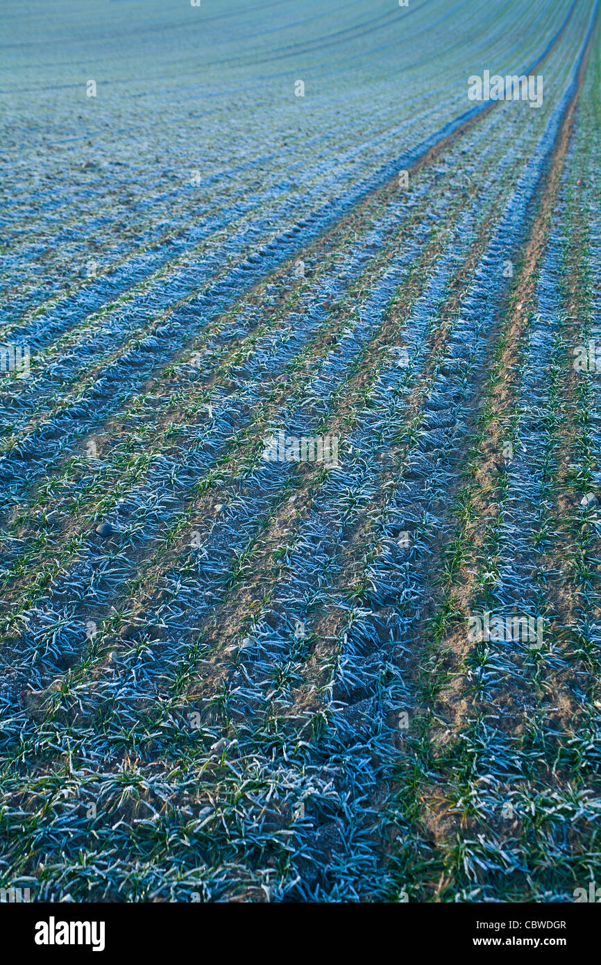 Field frost farming hi-res stock photography and images - Alamy