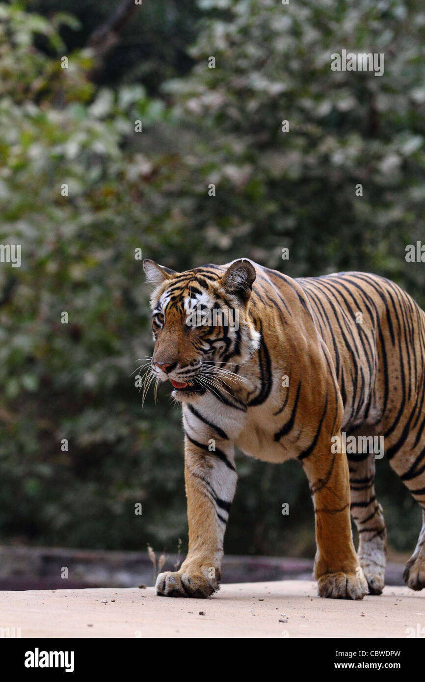 Royal Bengal Tiger on forest patrol Stock Photo - Alamy