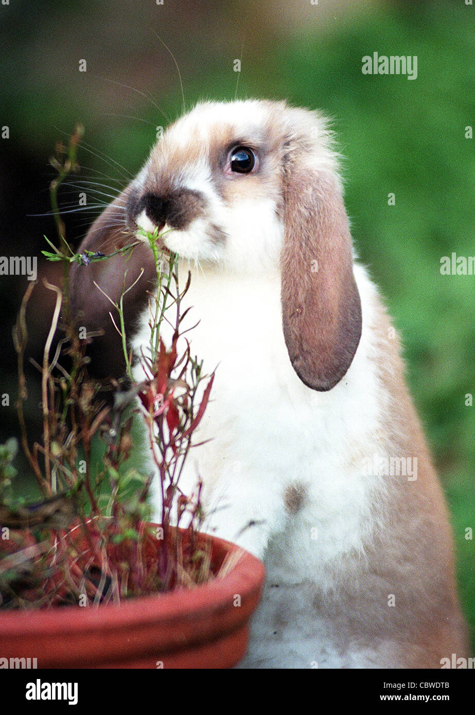 A DWARF LOP EARED RABBIT Stock Photo - Alamy