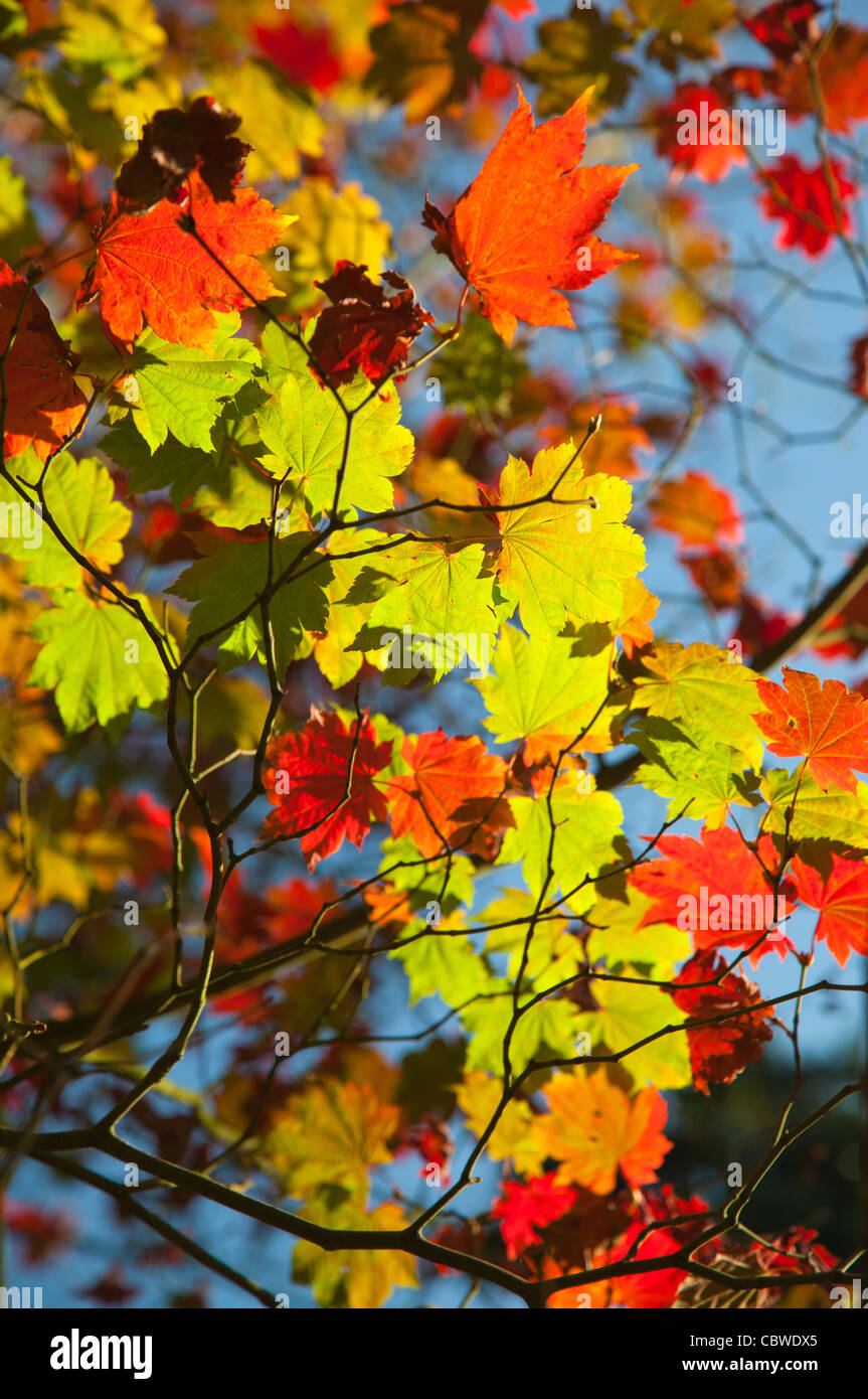 Maple leaves in Autumn 6- Harcourt Arboretum, Oxford Stock Photo - Alamy