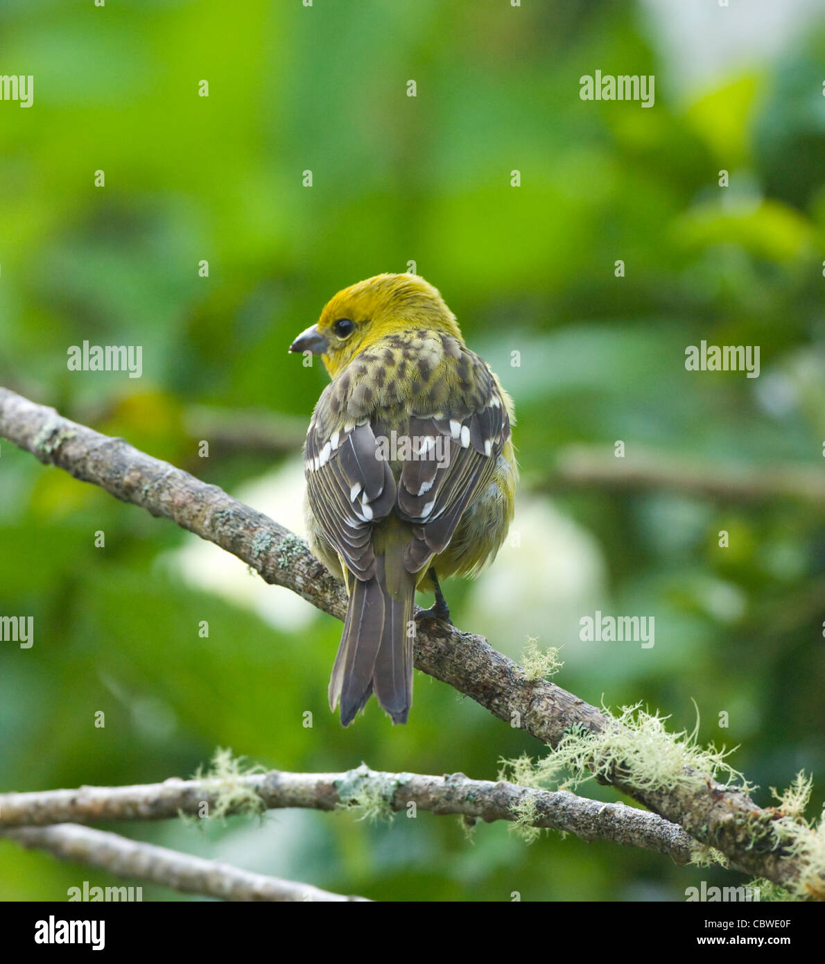 Tangara de costa rica hi-res stock photography and images - Alamy