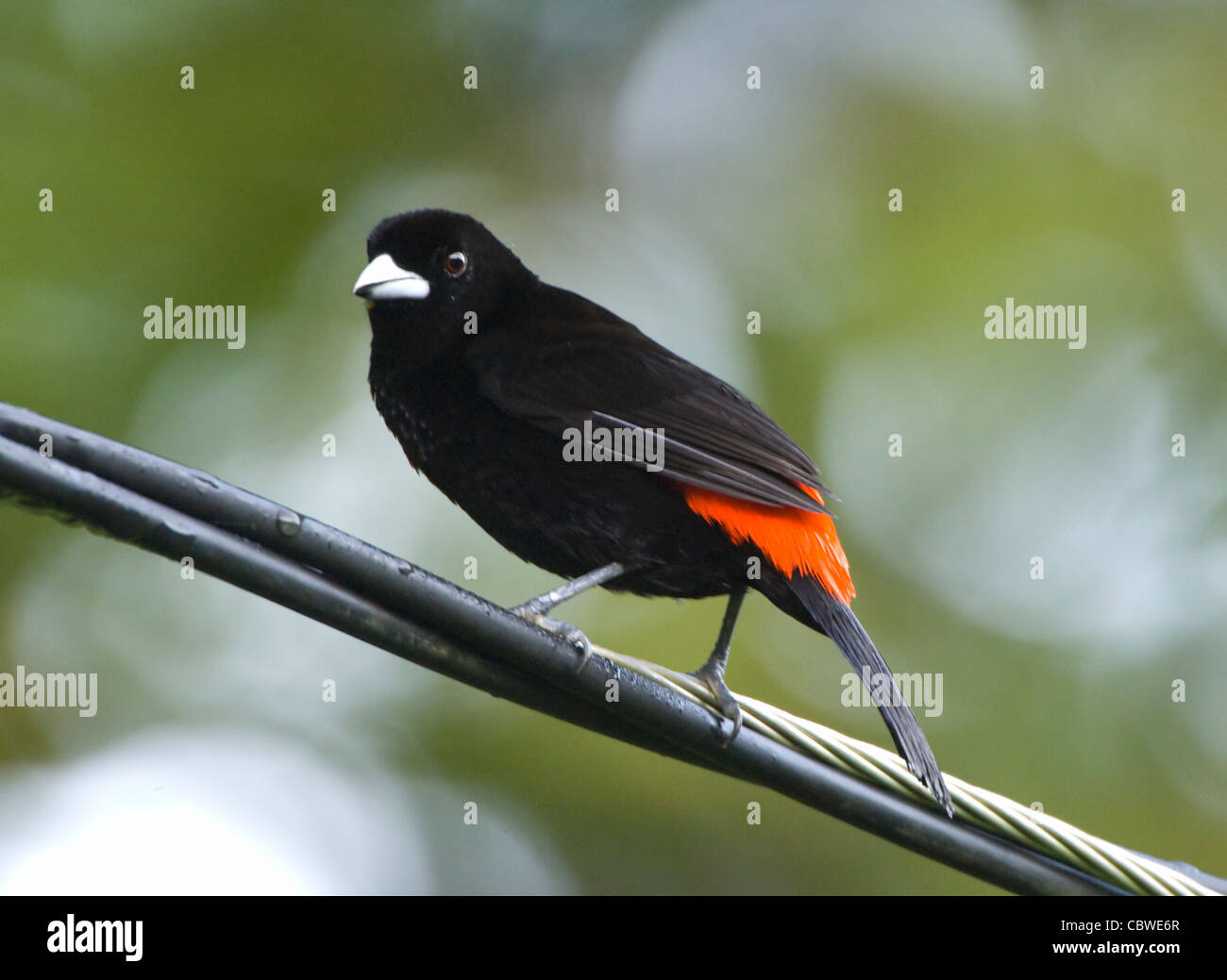 Scarlet-rumped Tanager (Ramphocelus costaricensis), male, Costa Rica ...