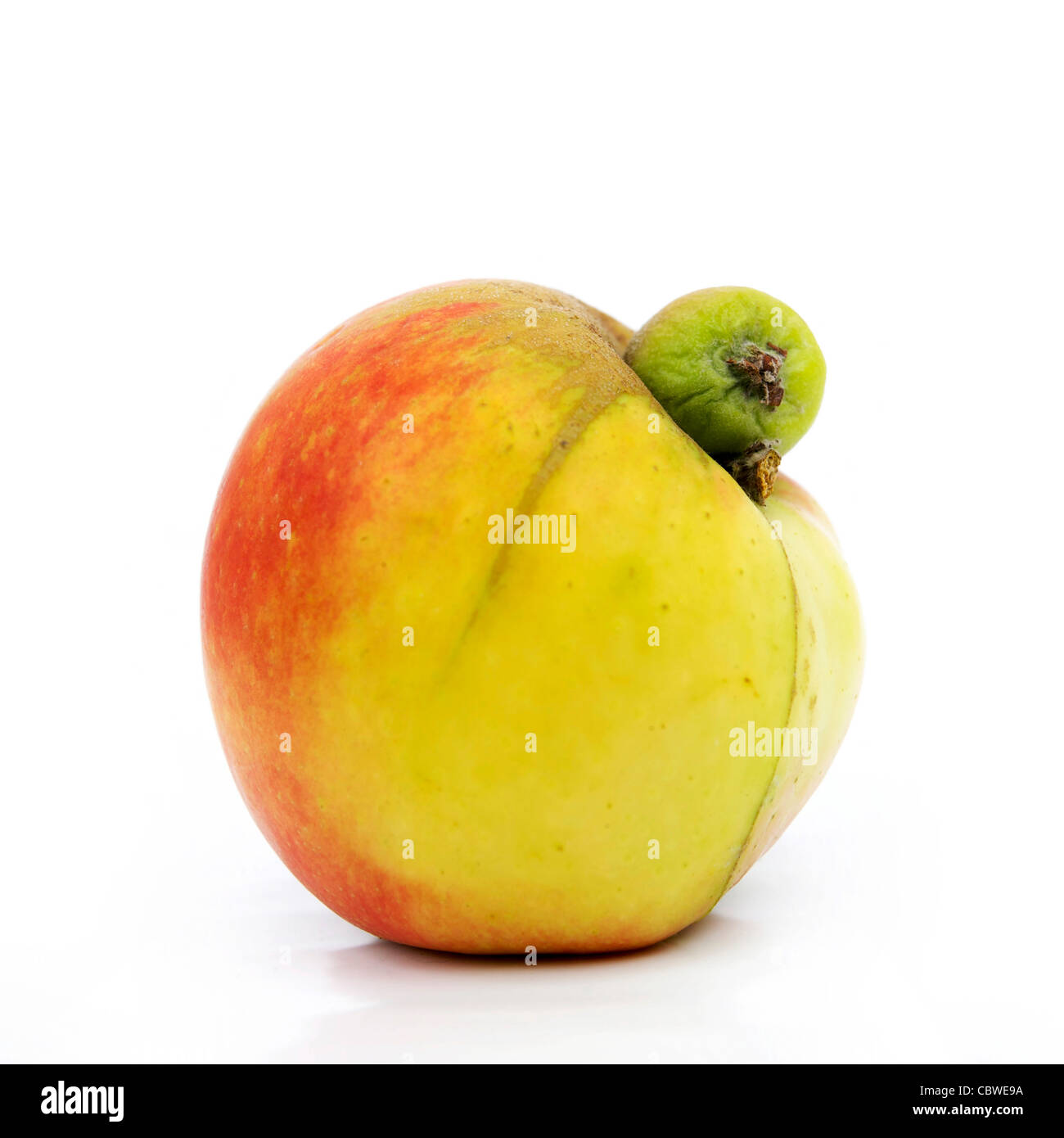 Unique two-tone apple resting on a plain white surface showcasing an ...