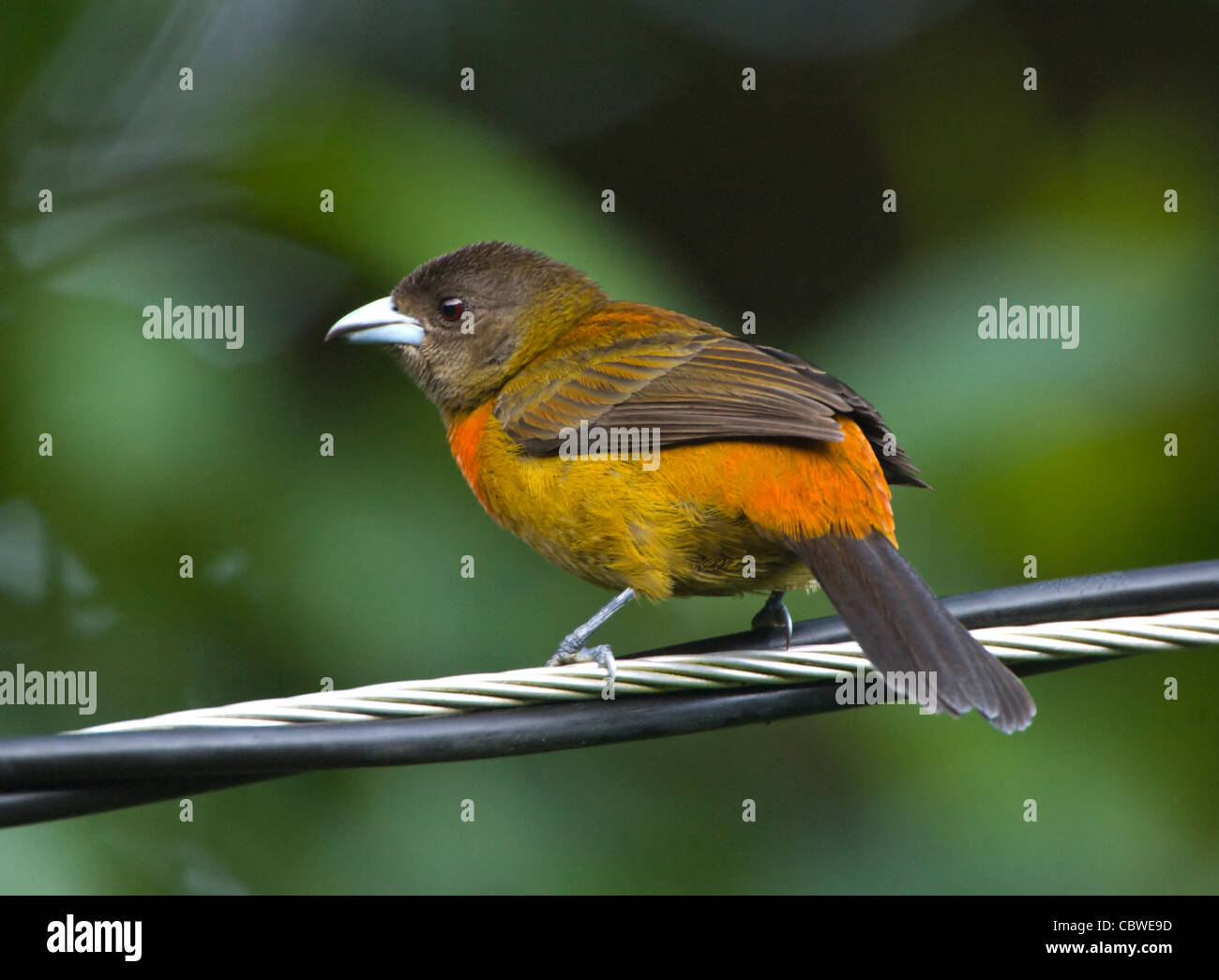 Scarlet-rumped Tanager (Ramphocelus costaricensis), female, Costa Rica ...