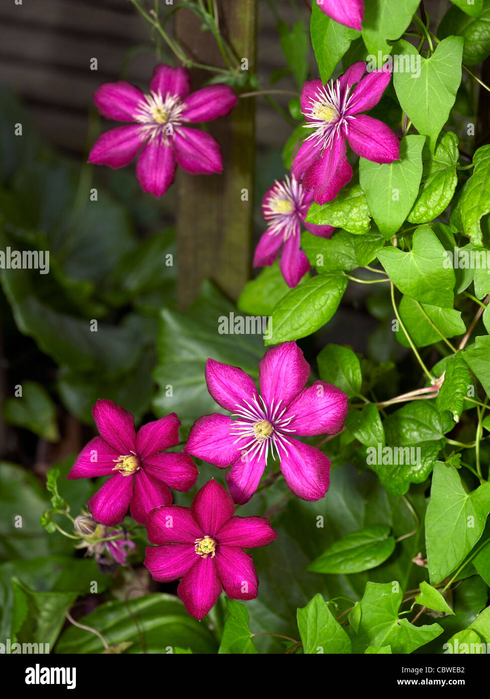some intense colored violet Clematis flowers in dark blurry back Stock ...