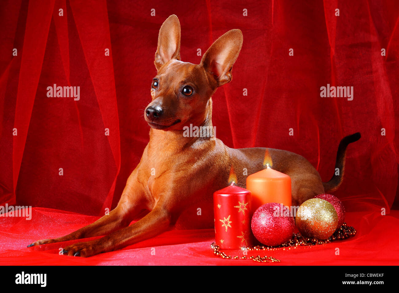 Red Miniature Pinscher Stock Photo - Alamy