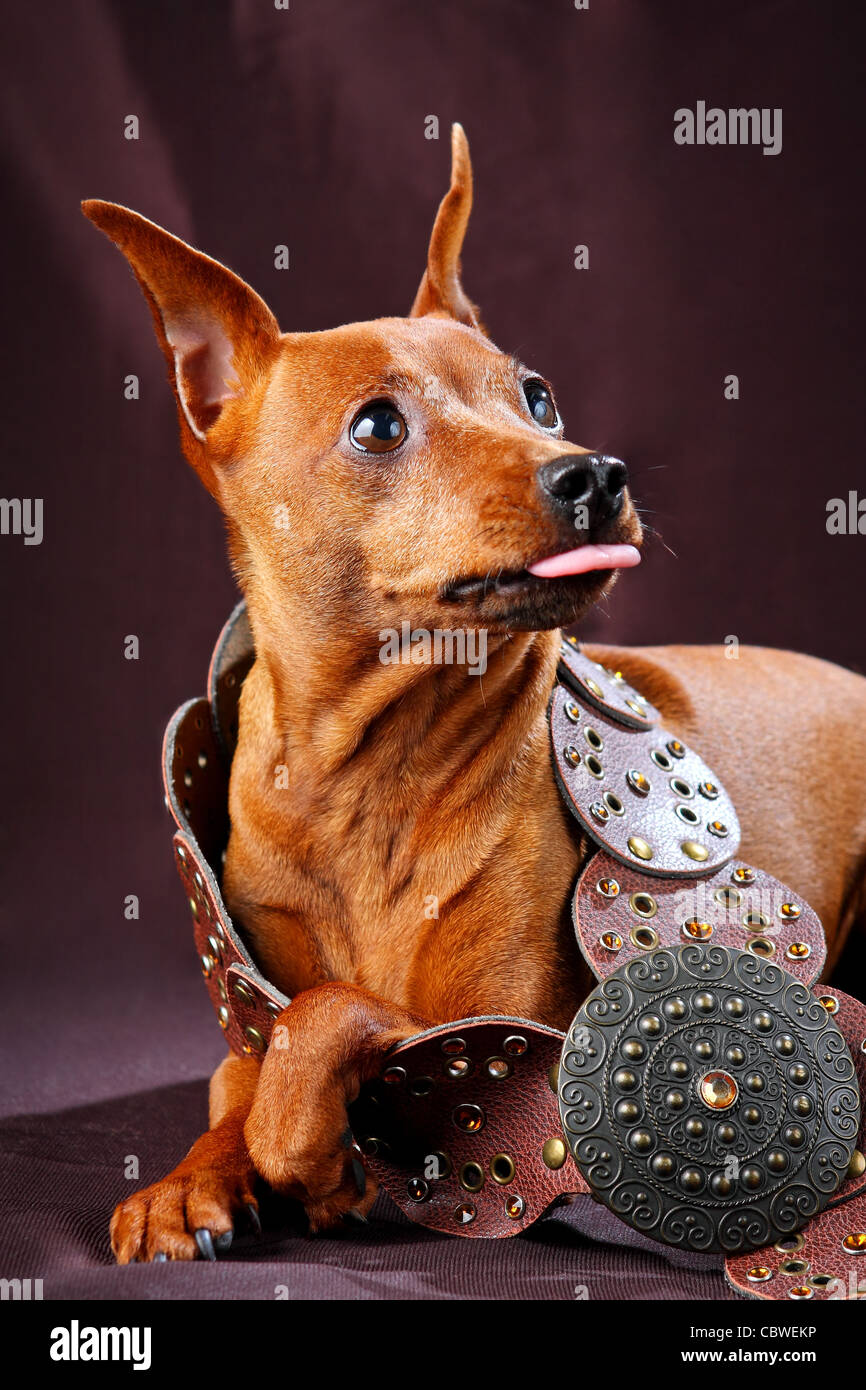 Red Miniature Pinscher Stock Photo - Alamy