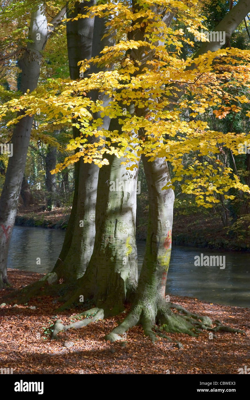 Autumn Colors with Graffiti in a City Park Stock Photo - Alamy