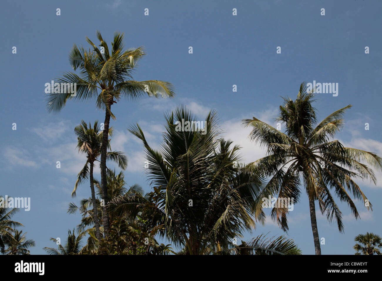 Coconut Trees , Bali, Indonesia Stock Photo - Alamy