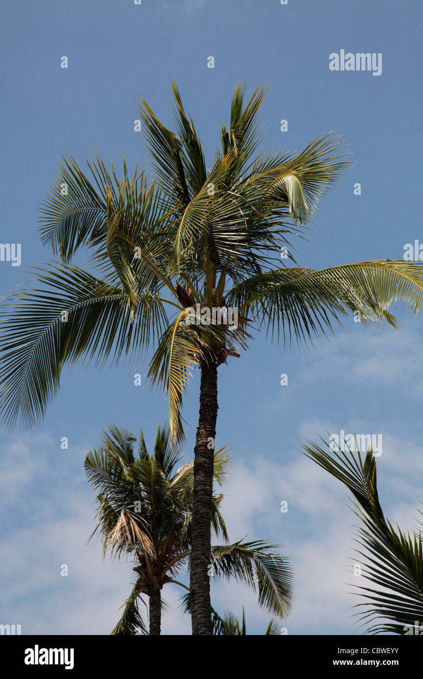 Coconut Trees , Bali, Indonesia Stock Photo - Alamy
