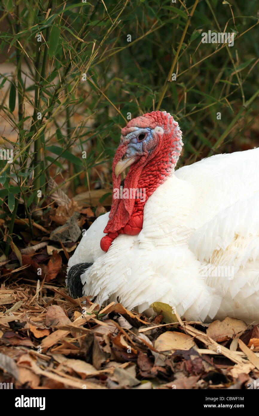 Male turkey with snood hi-res stock photography and images - Alamy