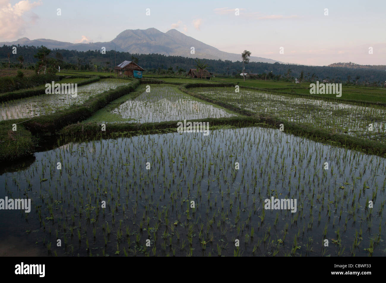 Rice Fields, Bali, Indonesia Stock Photo - Alamy
