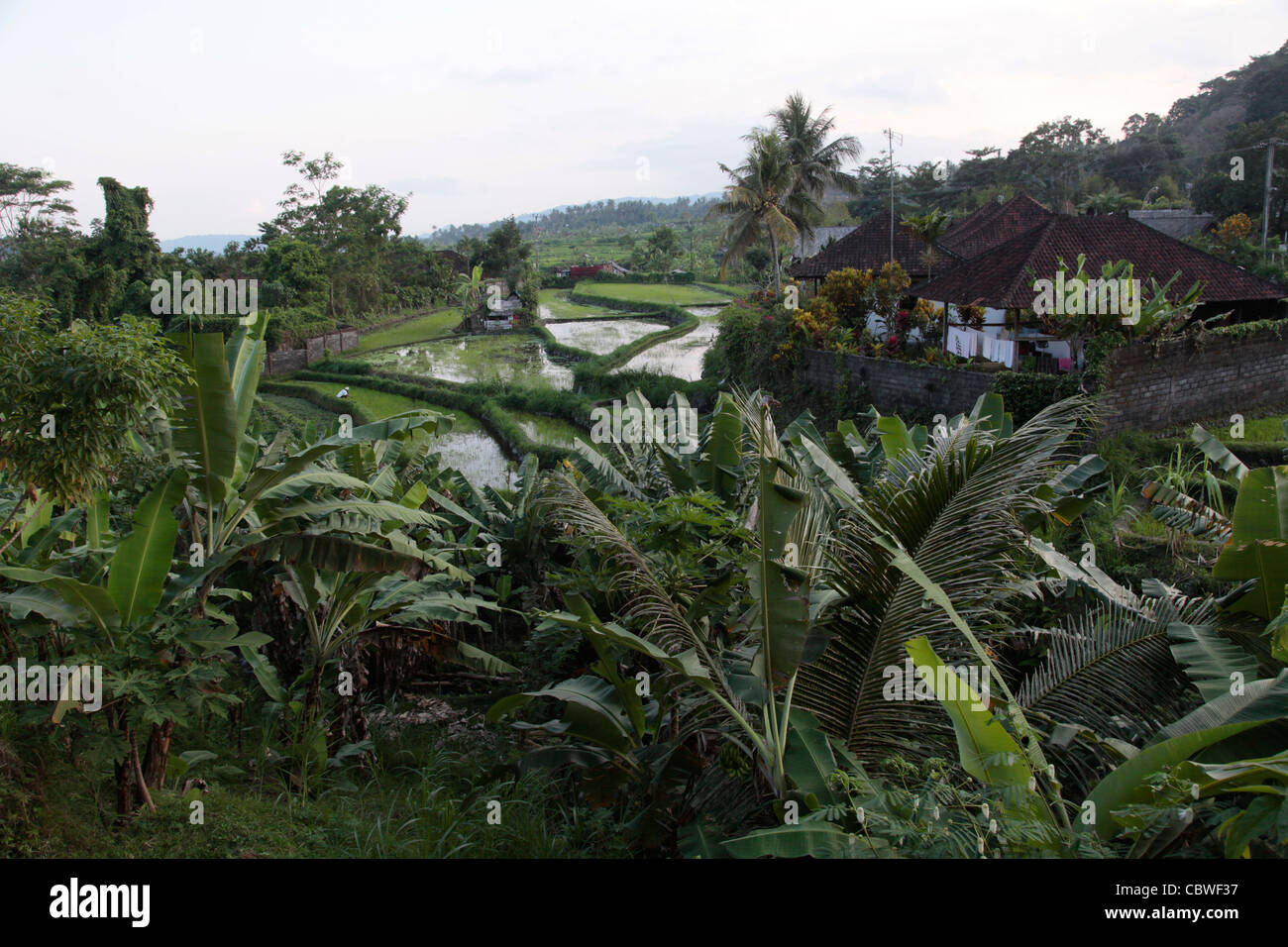 Rice Fields, Bali, Indonesia Stock Photo - Alamy