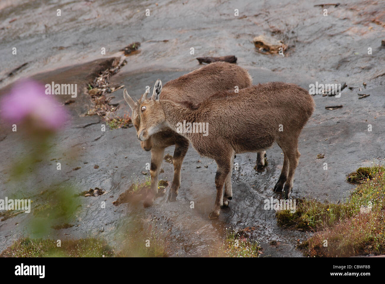 nilgiri tahr ; an endangered species of goat from eravikulam national ...