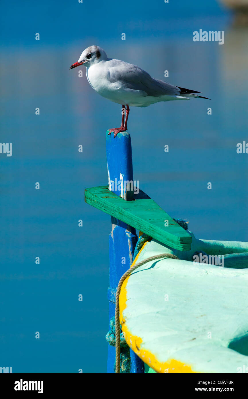 Horizontal bird birds hi-res stock photography and images - Alamy