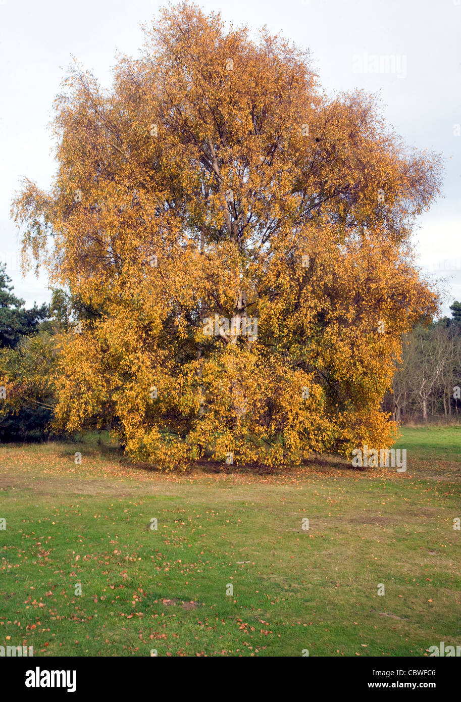 Silver birch autumn hi-res stock photography and images - Alamy