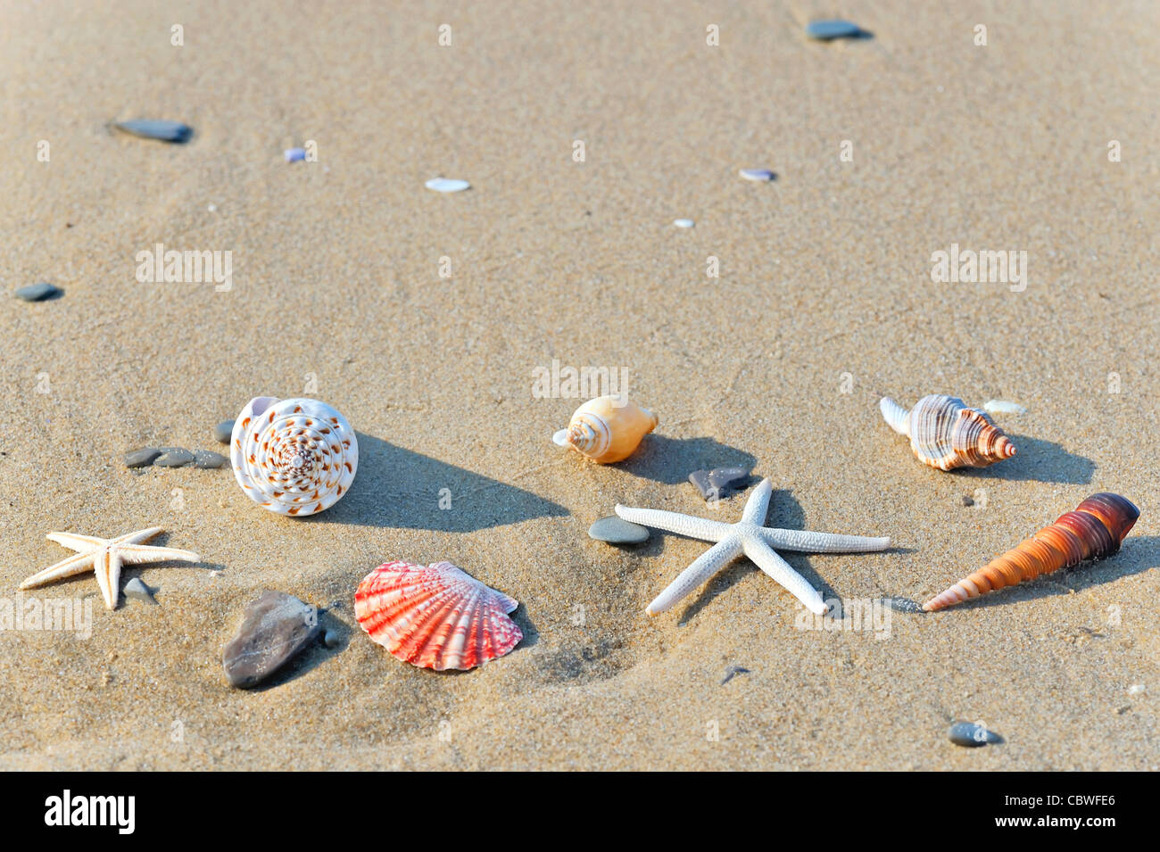 seashells in sand Stock Photo - Alamy