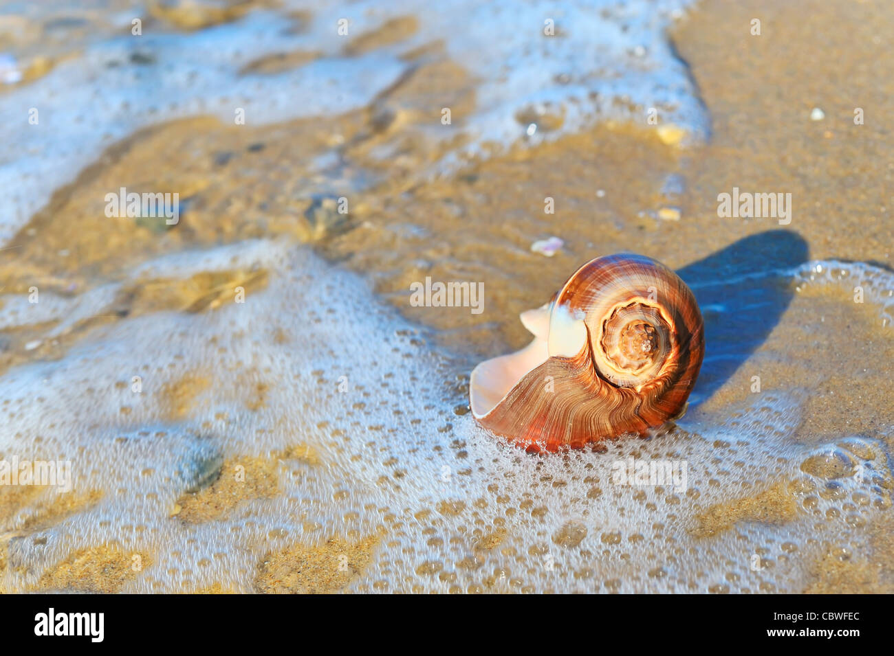 seashell on sand Stock Photo - Alamy