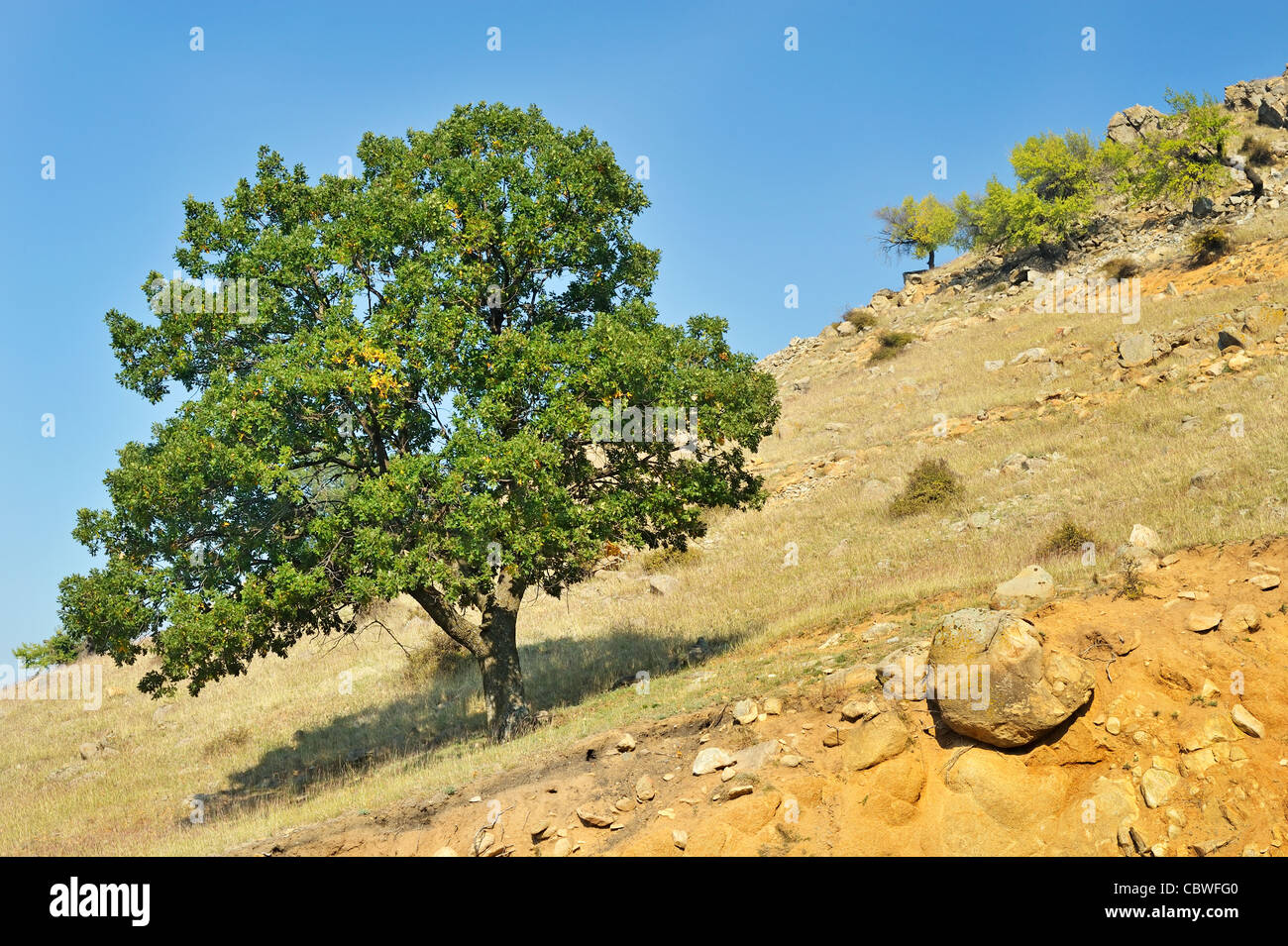 tree on mountain Stock Photo - Alamy