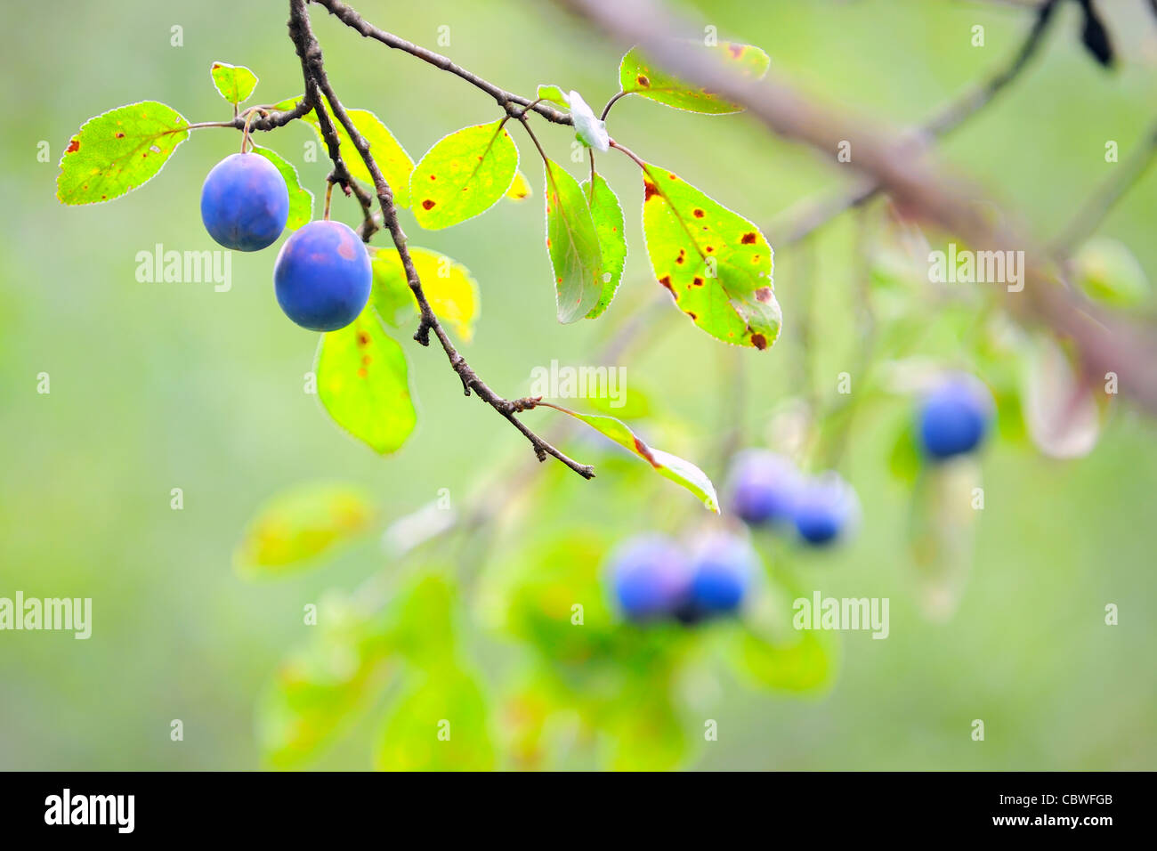 Ripe plums on the tree Stock Photo - Alamy