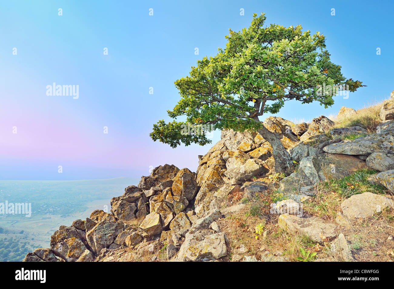 tree on rocks Stock Photo - Alamy