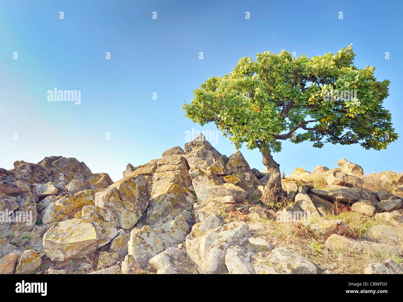 Tree with rocks hi-res stock photography and images - Alamy