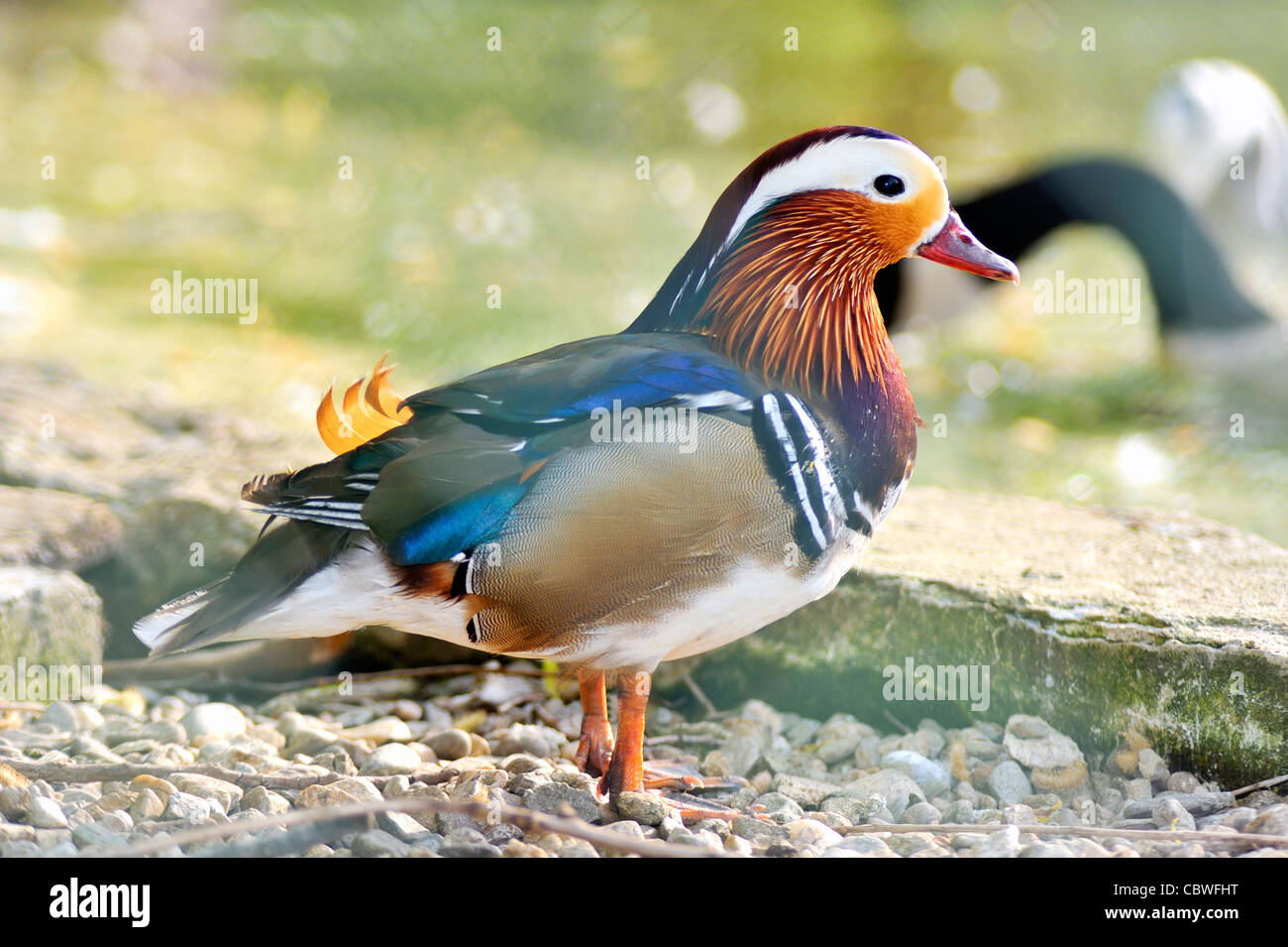 Upright duck hi-res stock photography and images - Alamy