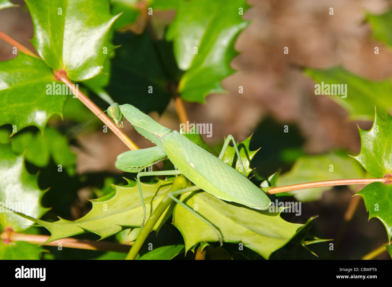 Species of praying mantis hi-res stock photography and images - Alamy