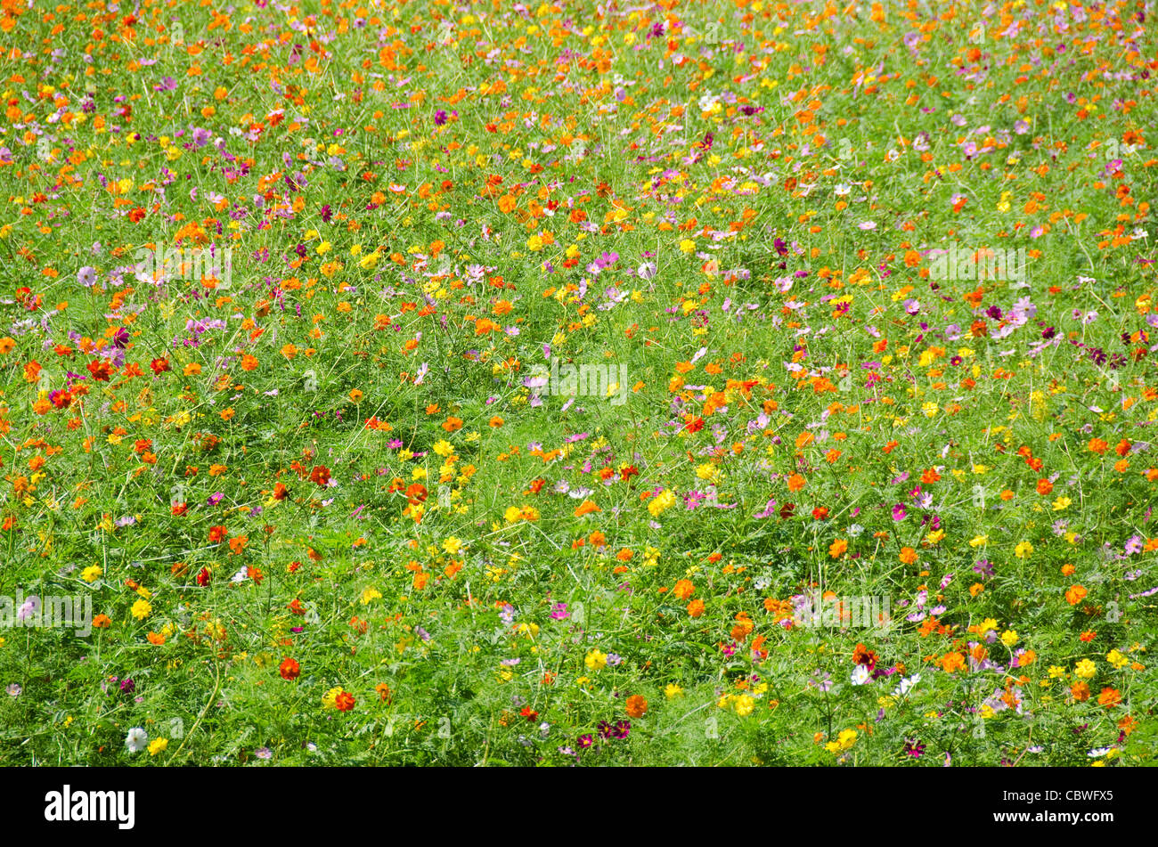 A field of cosmos flowers, Cosmos bipinnatus, in Japan Stock Photo - Alamy
