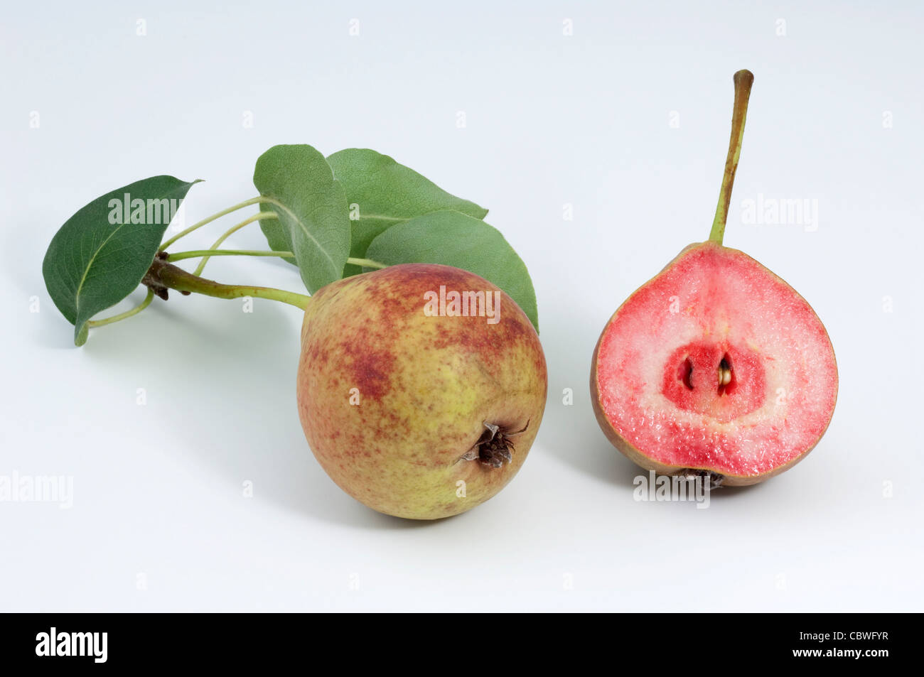 Common Pear, European Pear (Pyrus communis), variety: Blutbirne (blood ...