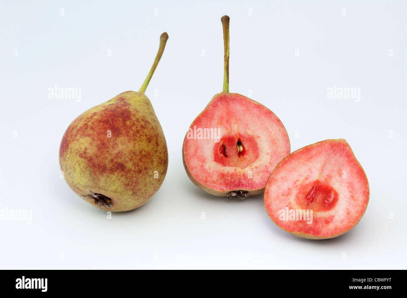 Common Pear, European Pear (Pyrus communis), variety: Blutbirne (blood ...