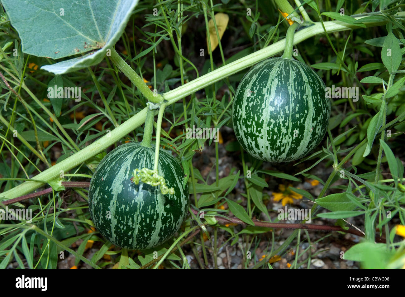 Buffalo Gourd (Cucurbita foetidissima), tendril with fruit Stock Photo ...