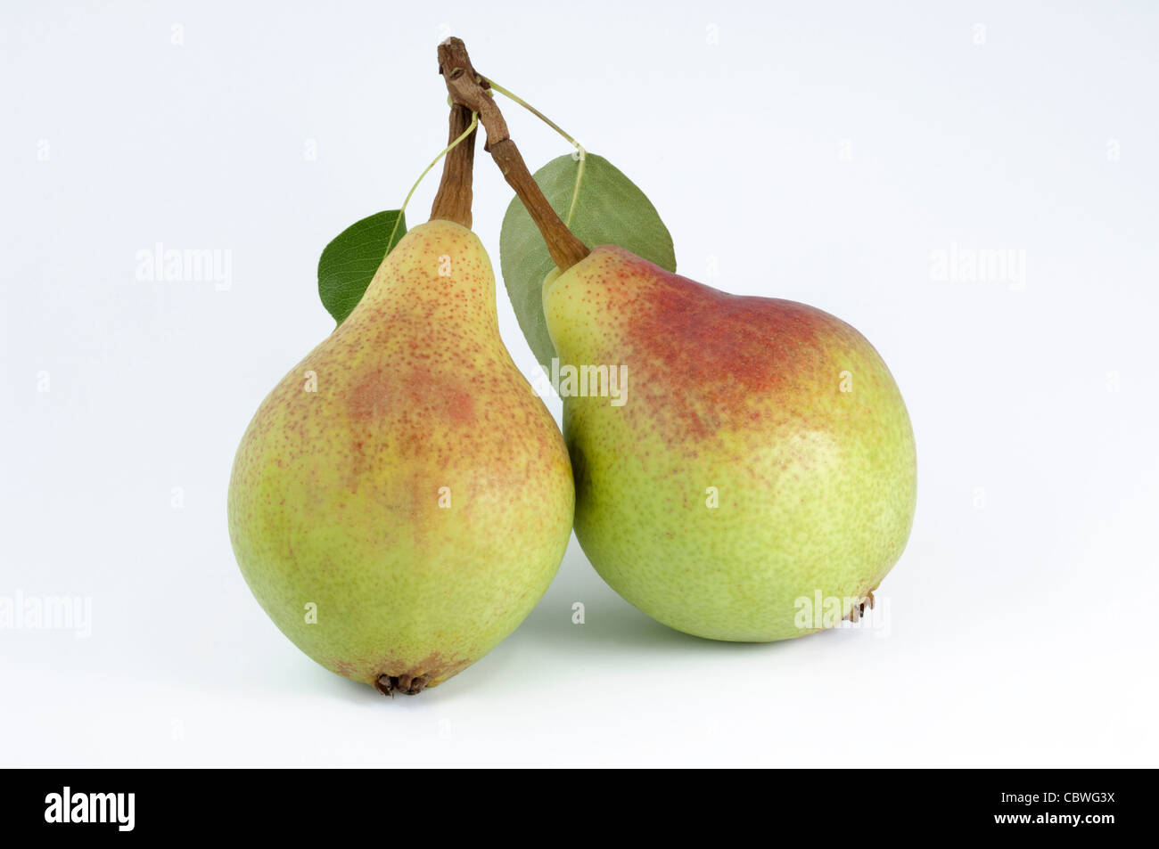Clapps liebling hi-res stock photography and images - Alamy