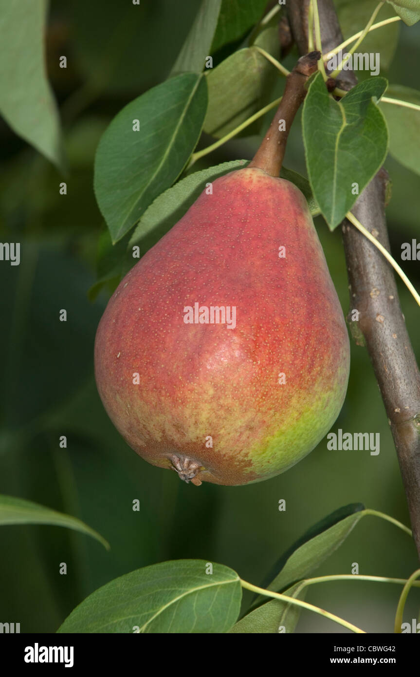 Common Pear, European Pear (Pyrus communis), variety: Clapps Liebling ...