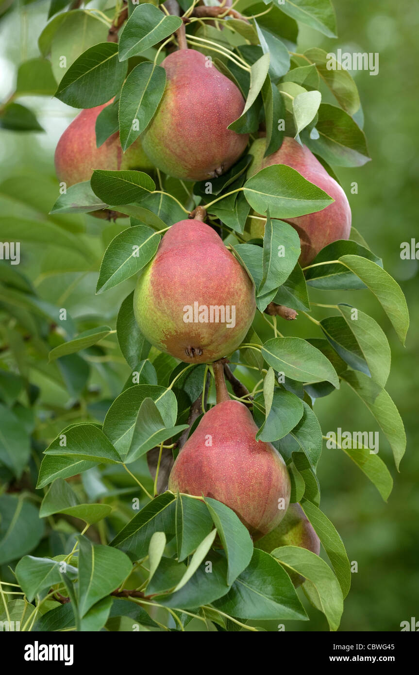 Pear fruit tree hi-res stock photography and images - Alamy