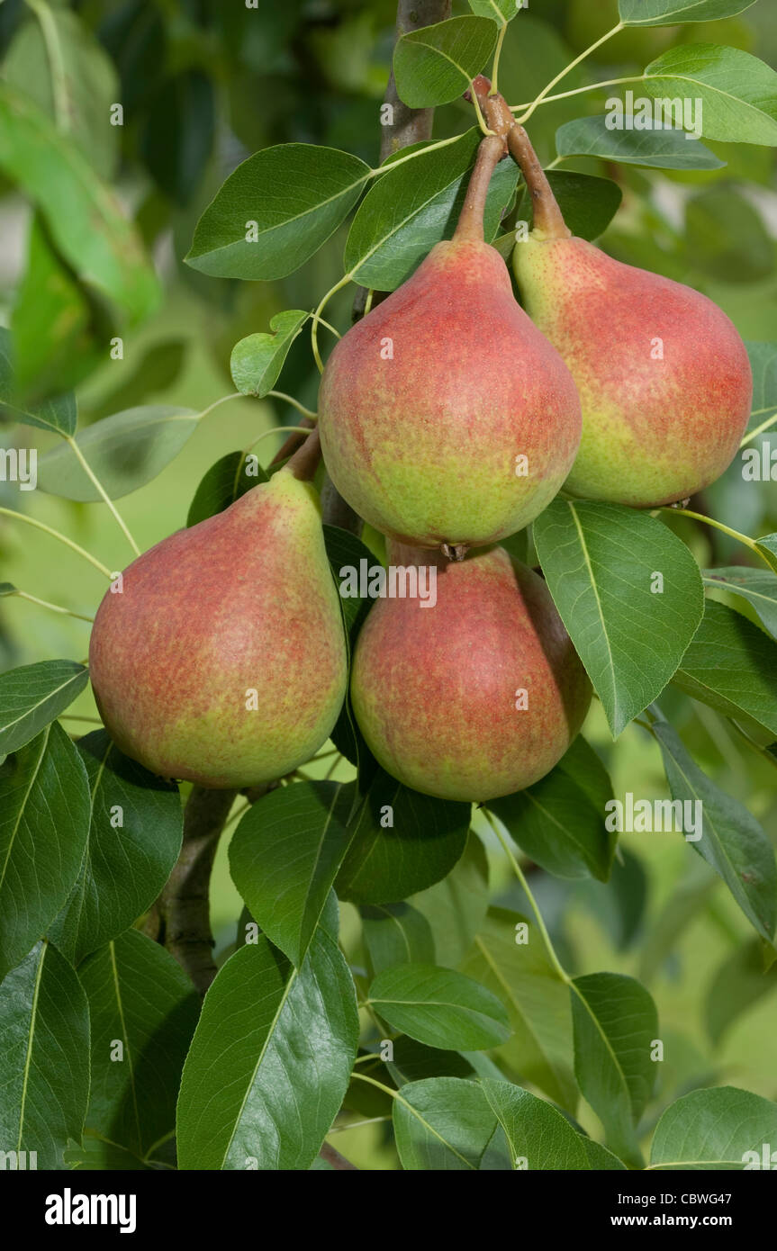 Pear tree fruit hi-res stock photography and images - Alamy