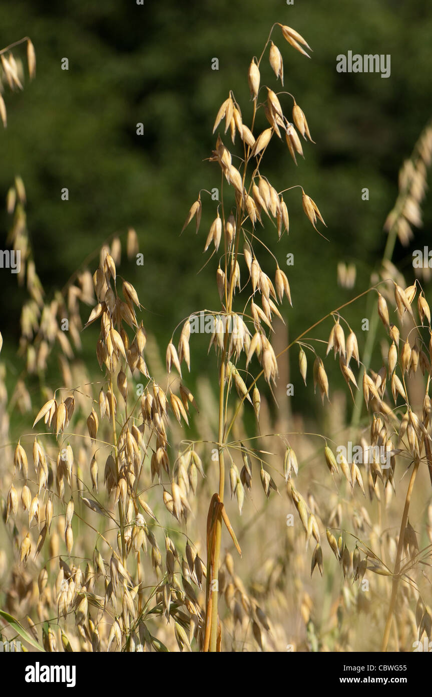 Oat avena sativa crop hi-res stock photography and images - Alamy