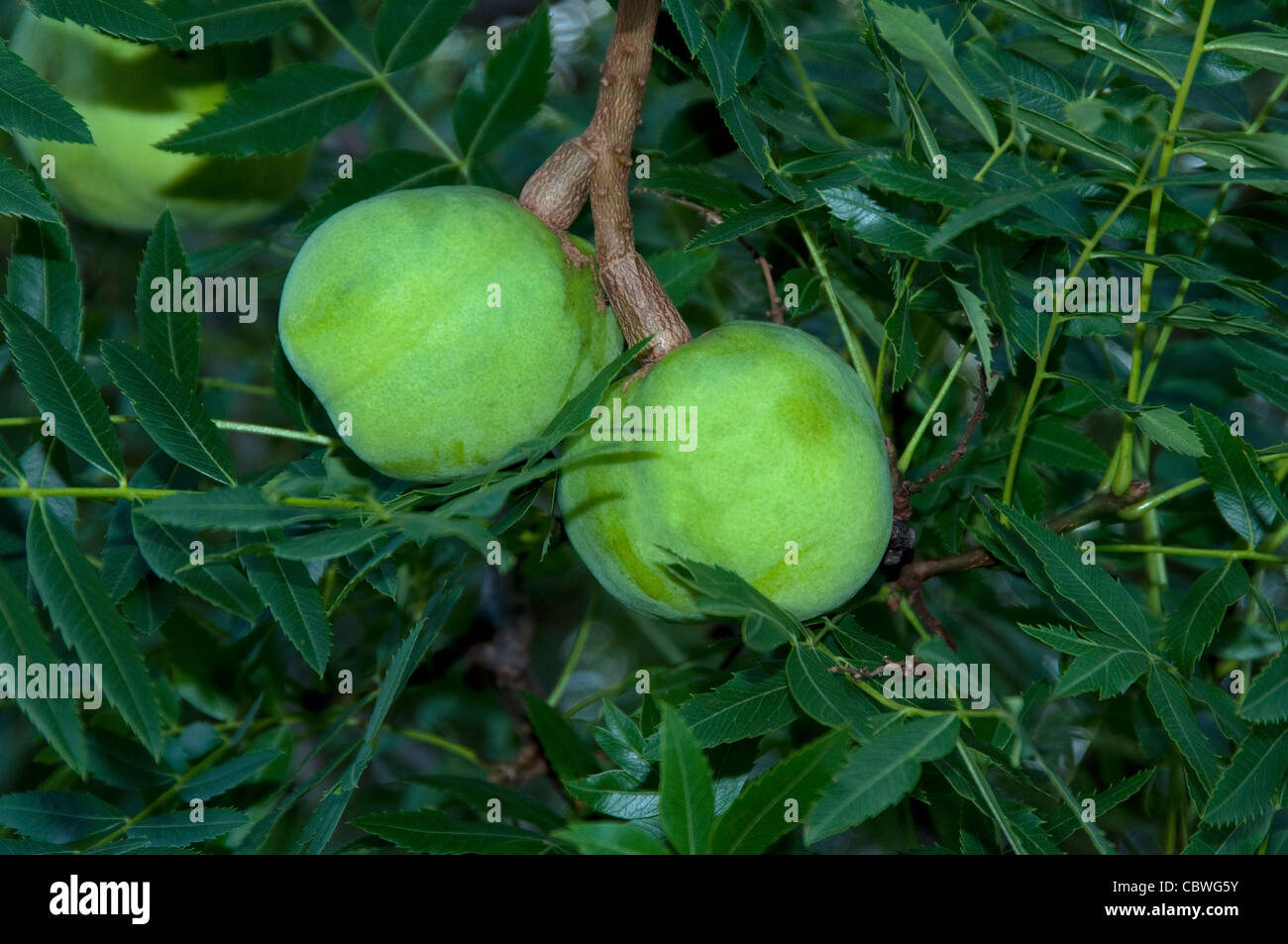 Yellowhorn (Xanthoceras sorbifolium), fruit on a bush Stock Photo - Alamy