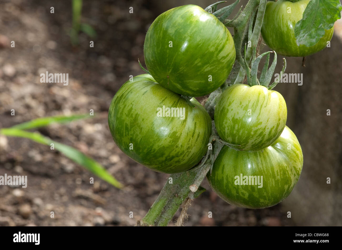 Tomato (Solanum lycopersicum), variety: Green Zebra. Fruit on a plant ...
