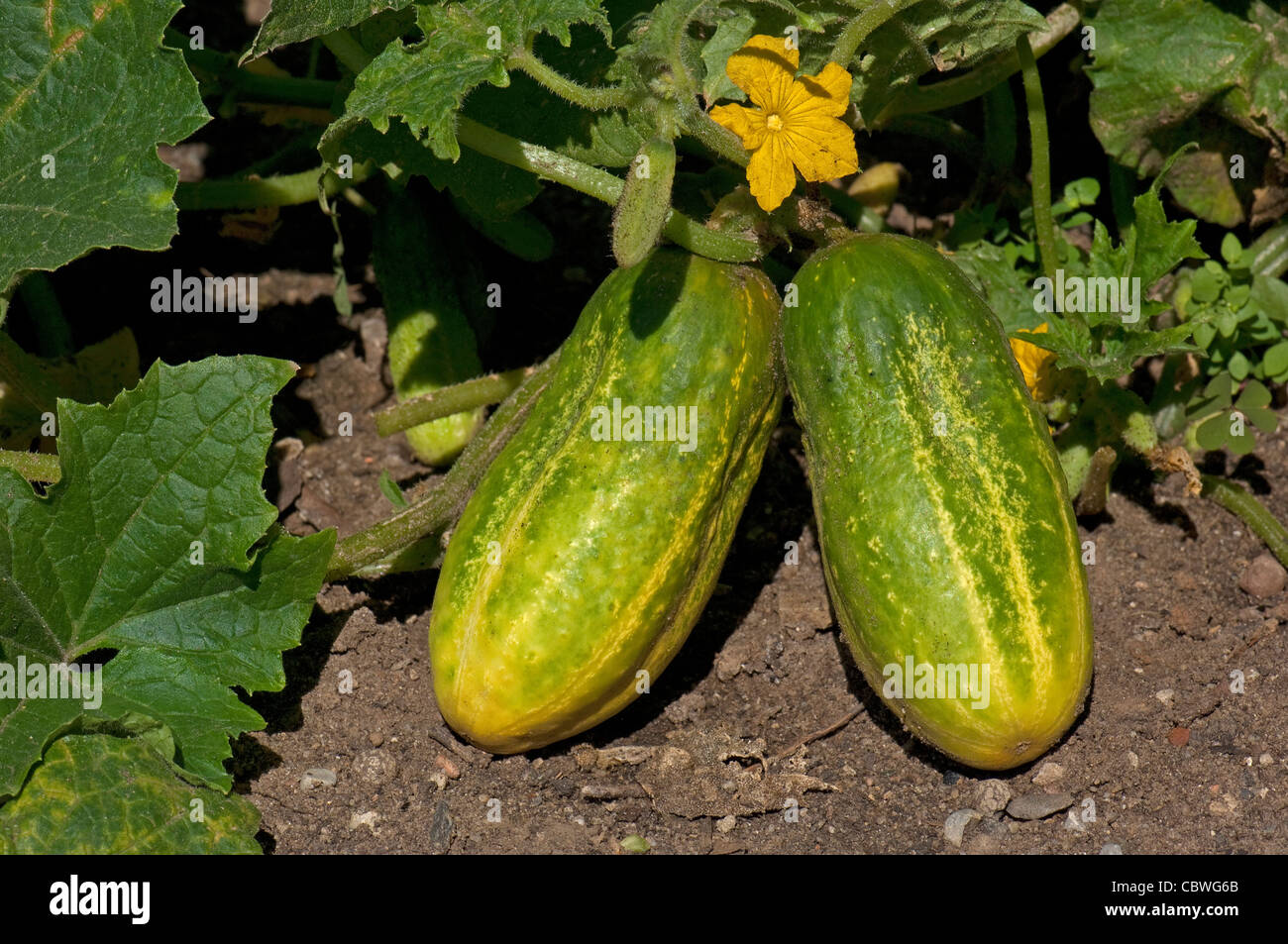 Cucumber (Cucumis sativus), fruit and flower Stock Photo - Alamy
