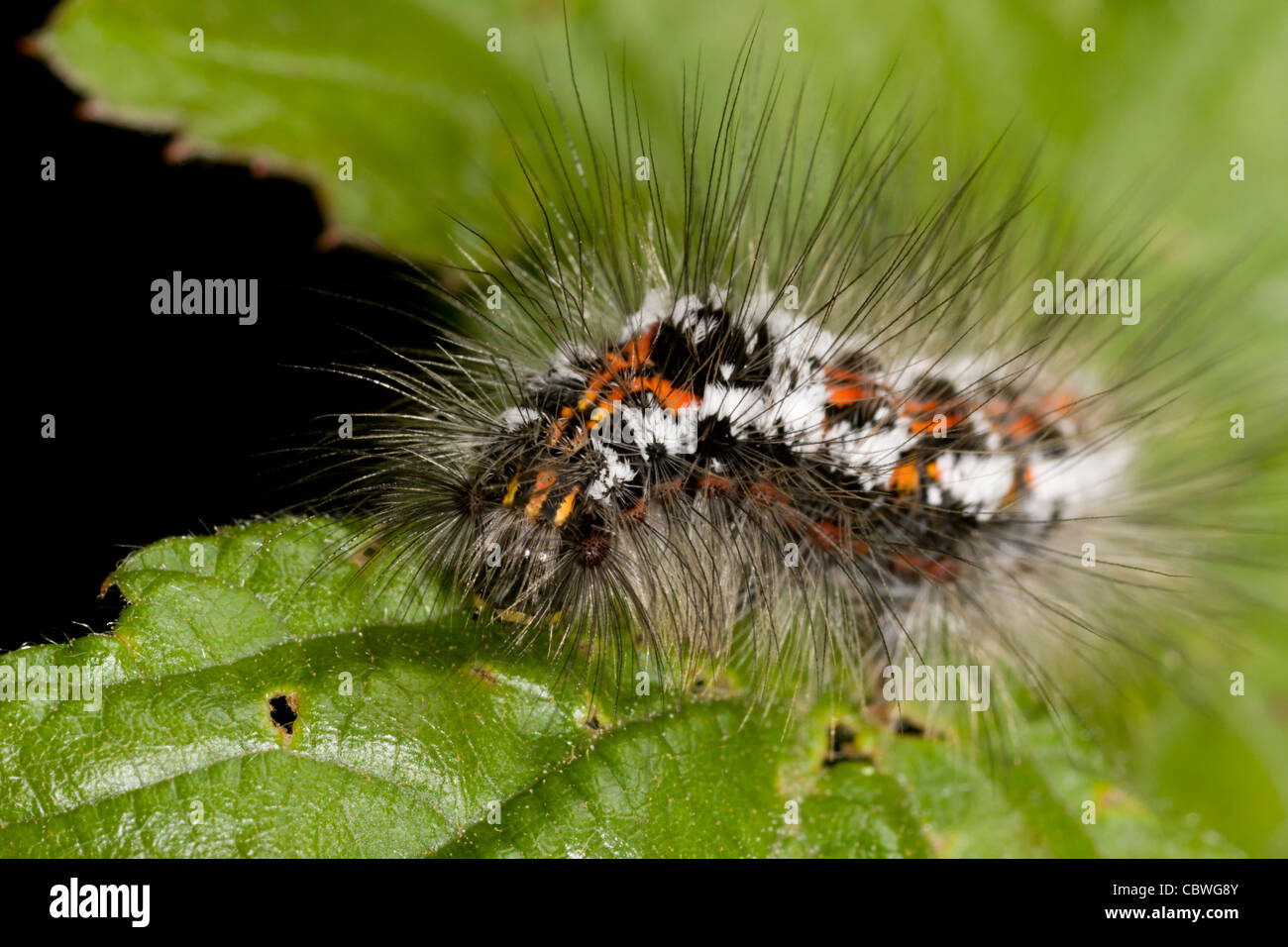 Yellow Tail Moth (Euproctis similis) caterpillar AKA Goldtail Moth or ...