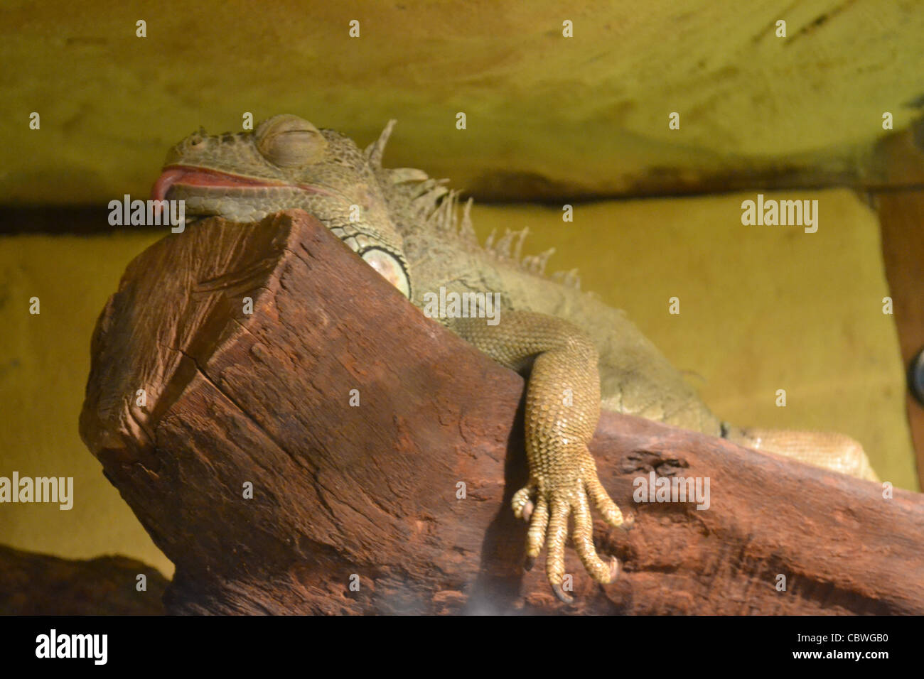 Seal sanctuary skegness hi-res stock photography and images - Alamy