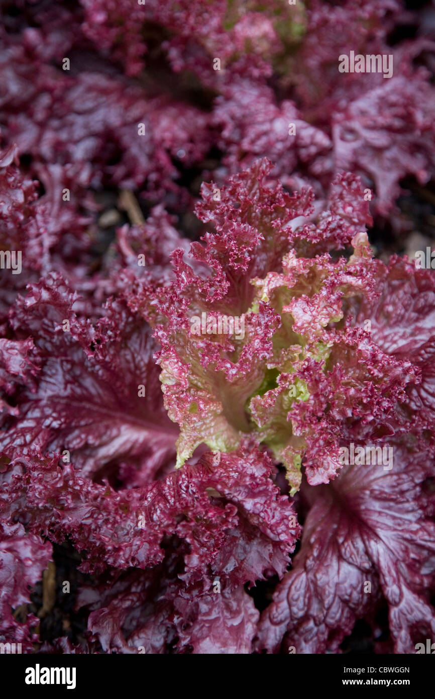 Lettuce Lollo Rosso High Resolution Stock Photography and Images - Alamy