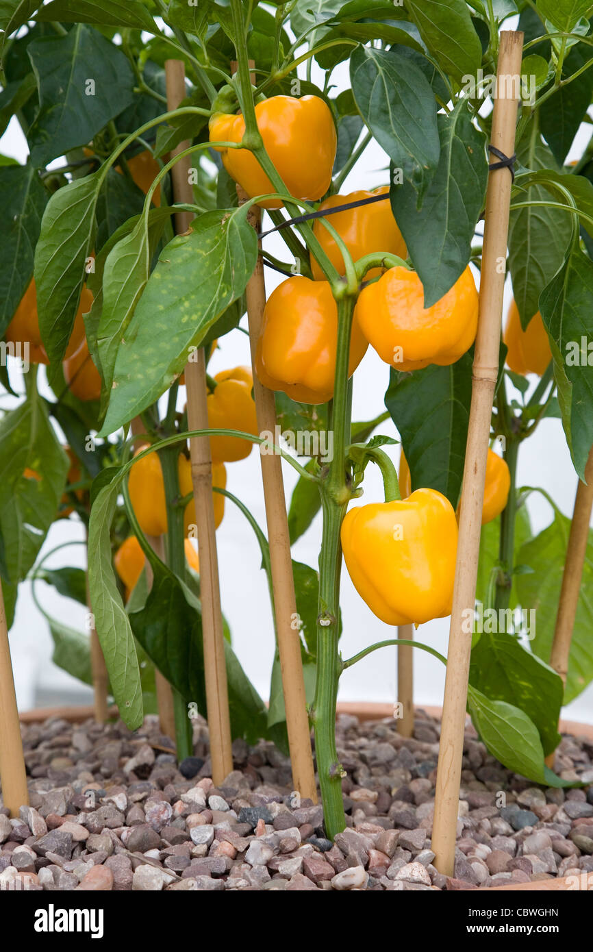 Capiscum hi-res stock photography and images - Alamy