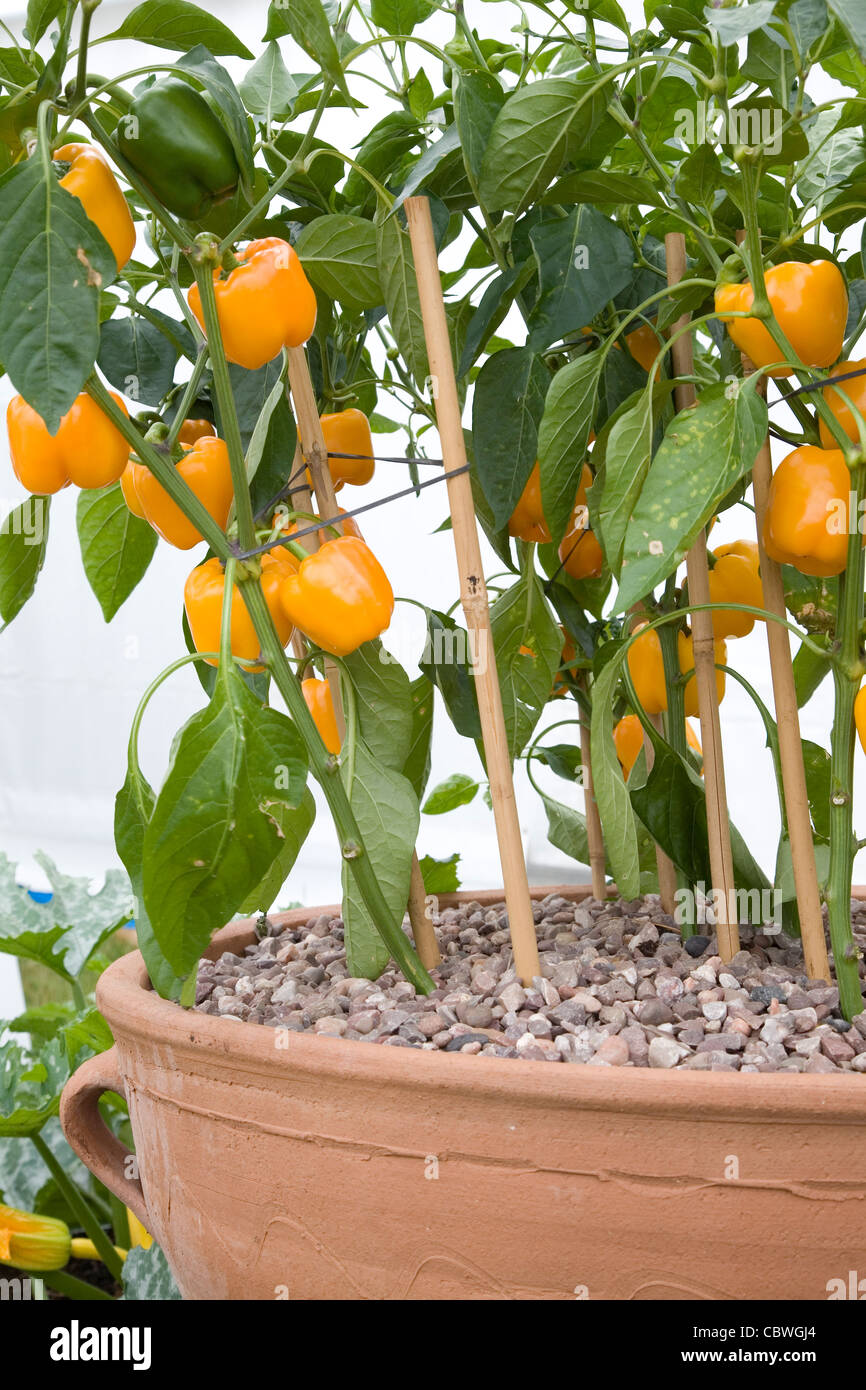 Capiscum hi-res stock photography and images - Alamy